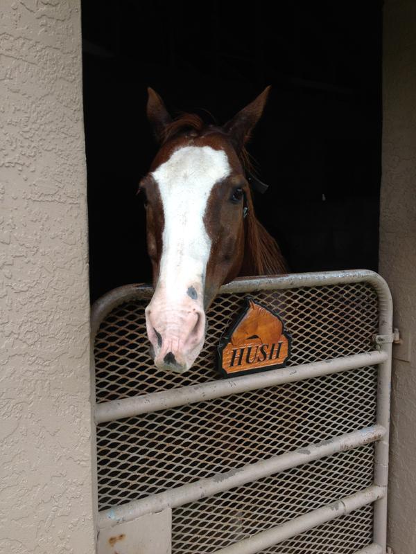 EQUIOXX (Firocoxib) Tablets for Horses, 30 Tablets, 57 mg - Chewy.com