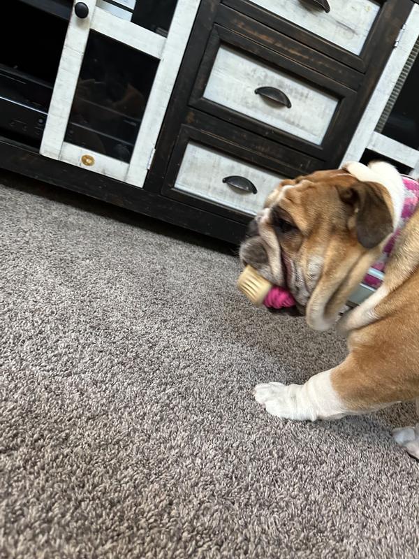 FRISCO Vanilla Flavored Cupcake Rubber Chew Dog Toy for Heavy Chewers ...