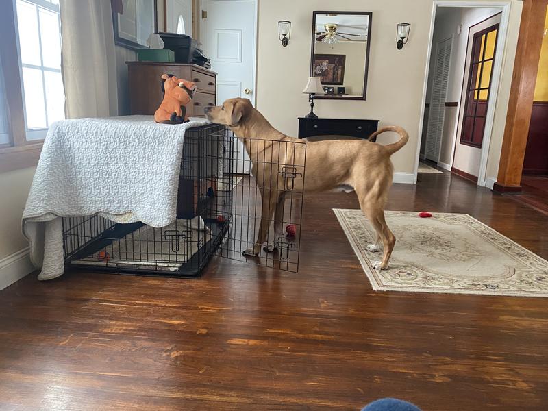 DISNEY Pumbaa Hide & Seek Puzzle Plush Squeaky Dog Toy, Small/Medium ...