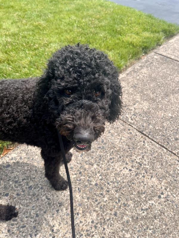 HEATHER'S HEROES The Sidekick Transitional Dog Training Leash, Blue ...