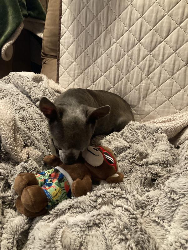 Discontinued - FRISCO Summer Monkey Plush Squeaky Dog Toy, Small/Medium ...