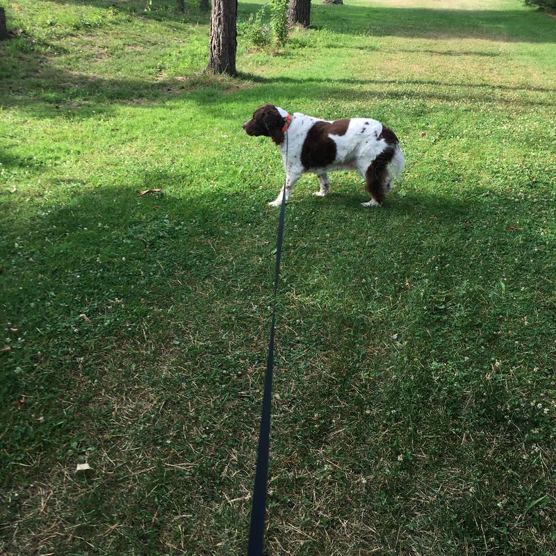 GROOVYPETS LED Flashlight Color Streamer Ring Nylon Retractable Dog ...