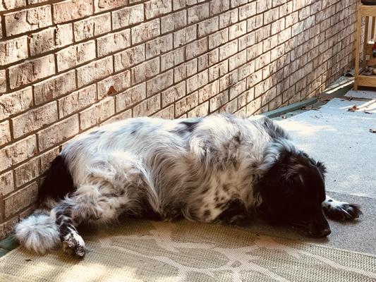 DAVIS Chlorhexidine Dog & Cat Spray, 8-oz bottle - Chewy.com