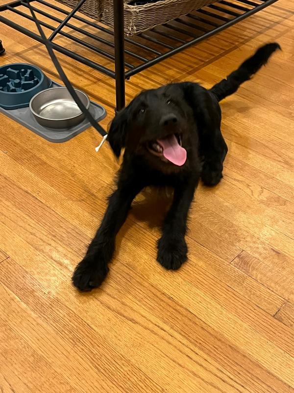 PRIMAL Raw Pronto Puppy Recipe Dog Freeze-Dried Food, 25-oz bag - Chewy.com