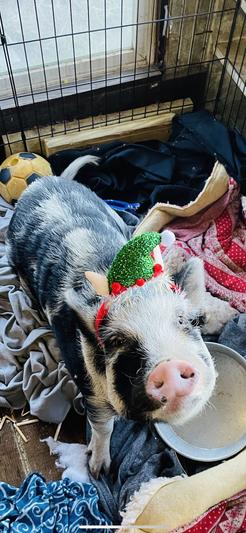 KRUSE'S PERFECTION BRAND Pellet Mini Pig Food, 50-lb bag - Chewy.com