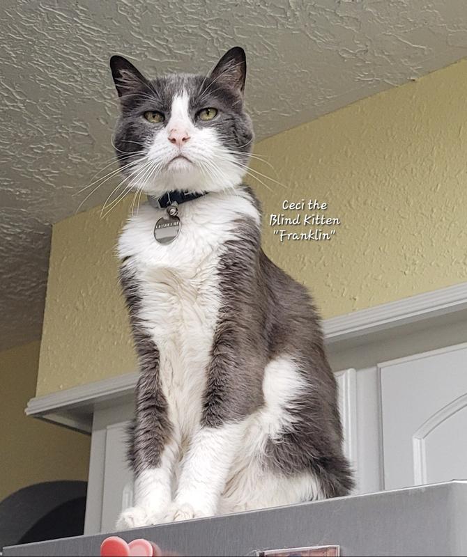 SELARID Topical Solution for Cats, 5.1-15 lbs, (Blue Box) - Easy ...