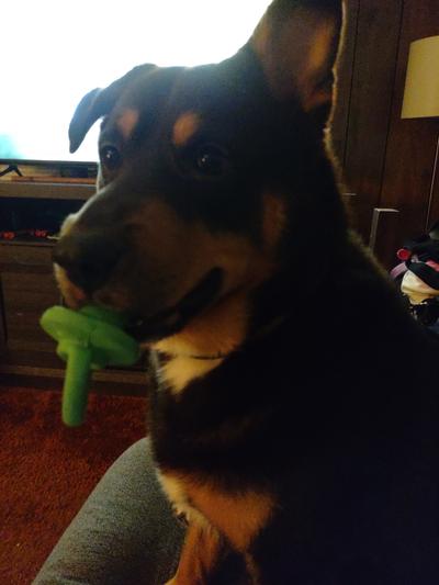 ETHICAL PET Pacifier Squeaky Puppy Chew Toy, Color Varies, 4-in - Chewy.com