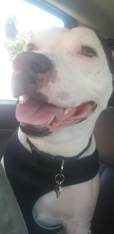 KONG Cozie Spunky the Monkey Dog Toy, Medium - Chewy.com