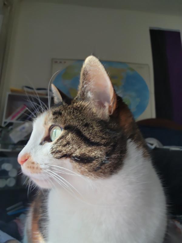 Out of Stock - PUREBITES Minnow Freeze-Dried Cat Treat, 2.3-oz bag ...