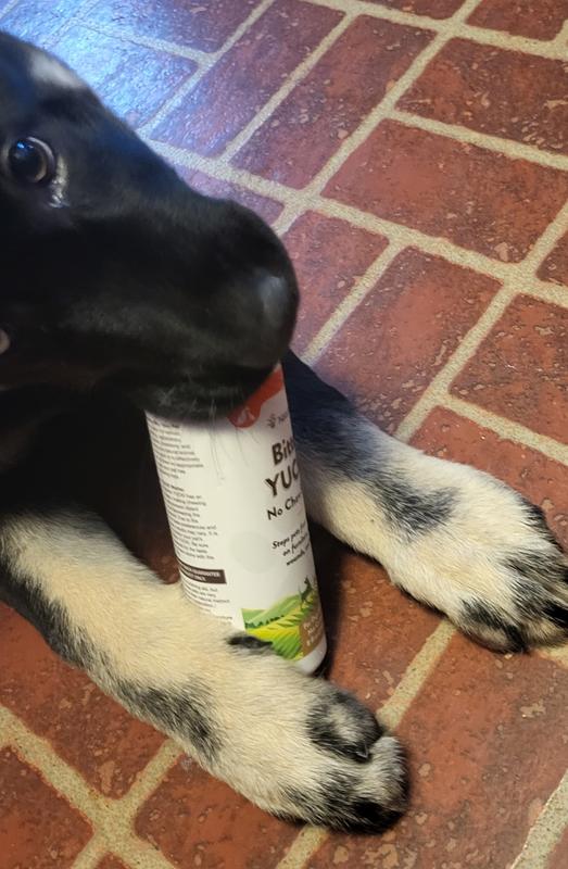 NATURVET Bitter YUCK! No Chew Dog, Cat & Horse Spray, 8-fl oz bottle ...