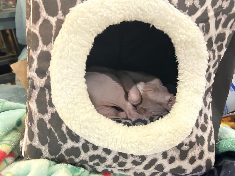 PET ADOBE Cat House - Chewy.com