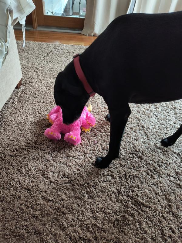 FRISCO Halloween Zany Monster Muscle Plush Squeaky Dog Toy, Medium ...