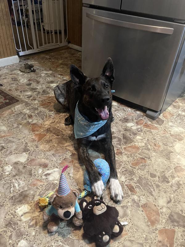 KONG Snuzzles Bear Dog Toy - Chewy.com