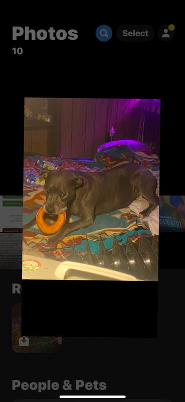 PUP-PERONI Prime Rib Flavor Dog Treats, 38-oz bag, bundle of 2 - Chewy.com