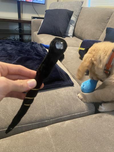 FRISCO Magic Chest Hide & Seek Puzzle Plush Squeaky Dog Toy - Chewy.com