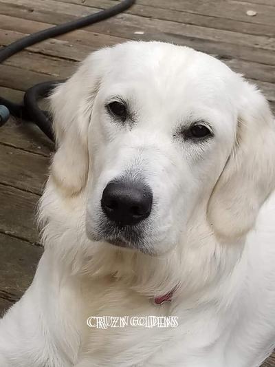 How much should be given to a 60-70 lb dog? | Chewy.com