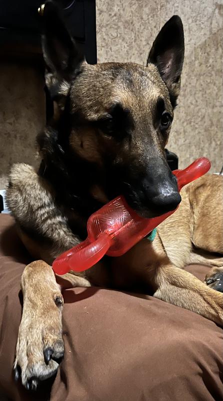 KONG Jumbler Tug Dog toy, Assorted, Small & Medium - Chewy.com
