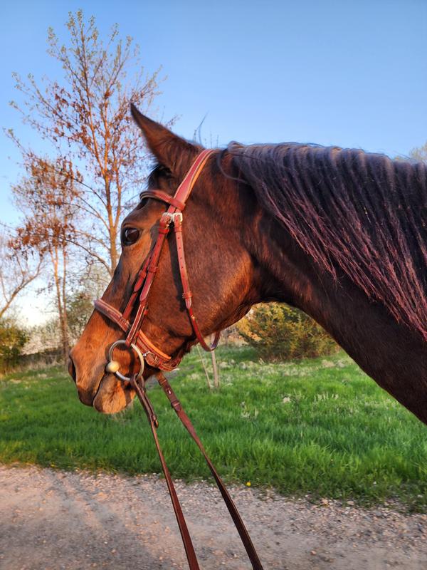 PERGOLIDE COMPOUNDED Powder Apple Flavored for Horses, 1-MG/1.25CC ...