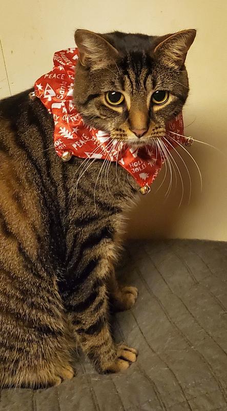 FRISCO Merry Print Cat Ruffle Collar with Bells, One Size - Chewy.com