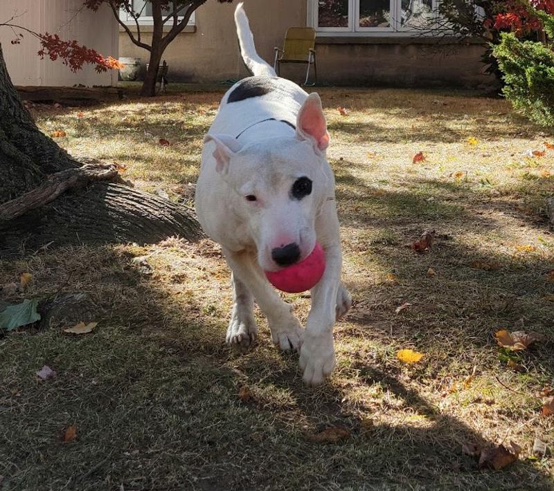 RUFF DAWG, Ball Tough Dog Chew Toy, Color Varies, 3.5-in - Chewy.com