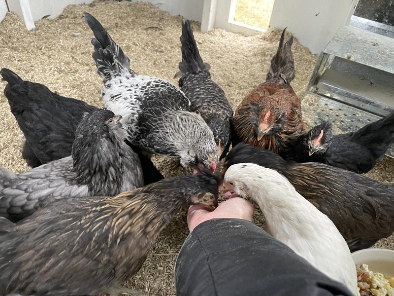 HEN UP Starter Grower Organic Non-GMO 18% Protein Chicken Feed, 25-lb ...