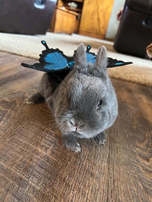 FRISCO Small Pet Butterfly Wings - Chewy.com
