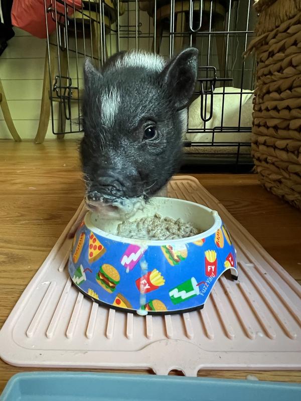 MAZURI Mini Pig Youth Feed, 25-lb bag - Chewy.com