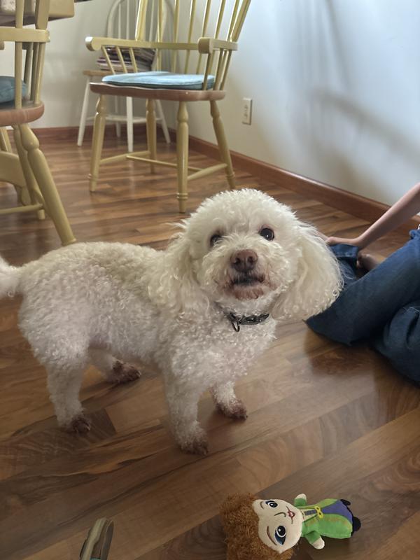 DISNEY Halloween Hocus Pocus Sanderson Sisters Plush Squeaky Dog Toy ...