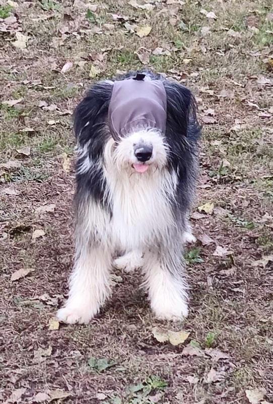 THUNDERCAP Calming Cap for Dogs, Small - Chewy.com