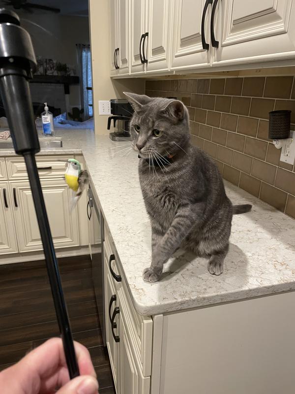 PLAYOLOGY Motorized Hummingbird/Butterfly Teaser-Wands Cat Toy ...