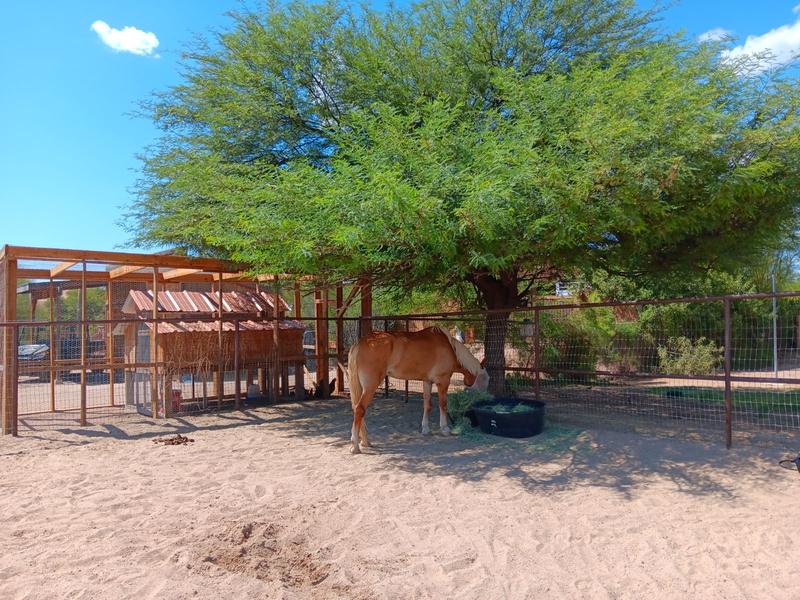 EQUIOXX (Firocoxib) Tablets for Horses, 57 mg - Easy Refills | Chewy Rx