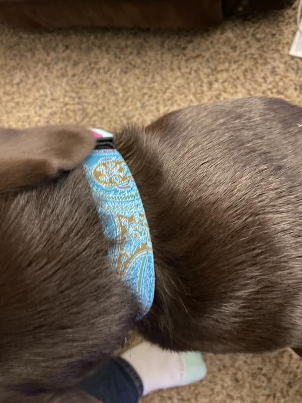 OMNIPET Paisley Leather Dog Collar, Chocolate, 24-in - Chewy.com