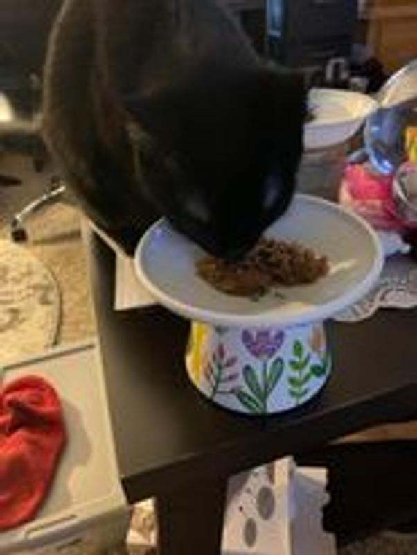 FRISCO Cat Face Floral Wide Shape Elevated Non-Skid Ceramic Cat Bowl, 1 ...