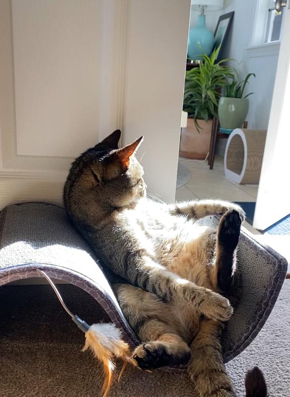 SMARTYKAT Scratch Scroll Sisal & Carpet Curled Cat Scratcher with ...