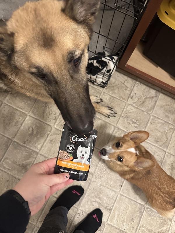 CESAR Rotisserie Chicken Flavor Filets in Gravy Wet Dog Food, 1.76-oz ...