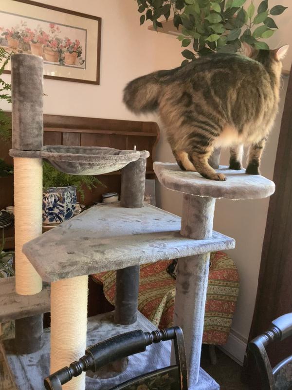 FRISCO 65-in XXL Heavy Duty Cat Tree, Gray - Chewy.com