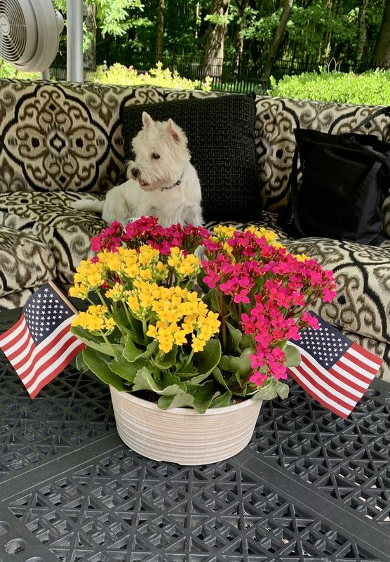 ORIJEN Amazing Grains Regional Red Dry Dog Food, 4-lb bag - Chewy.com