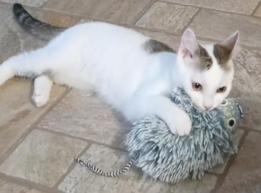 CATSTAGES Nighttime Bug Cat Toy with Catnip - Chewy.com