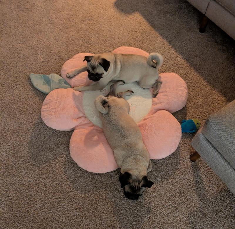 VETRESKA Flora Bolster Cat & Dog Bed - Chewy.com