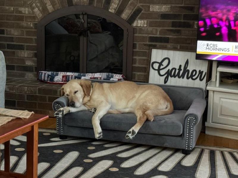 FRISCO Sofa Pet Bed with Removable Cover, Gray, Large - Chewy.com