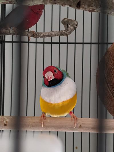 VOLKMAN Avian Science Finch Food, 4-lb bag - Chewy.com