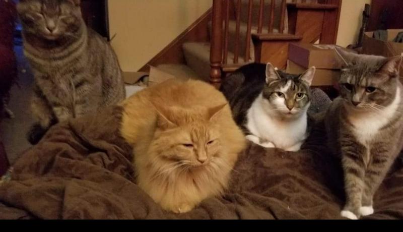 BLUE BUFFALO Tastefuls Sensitive Stomach Natural Chicken Adult Dry Cat ...