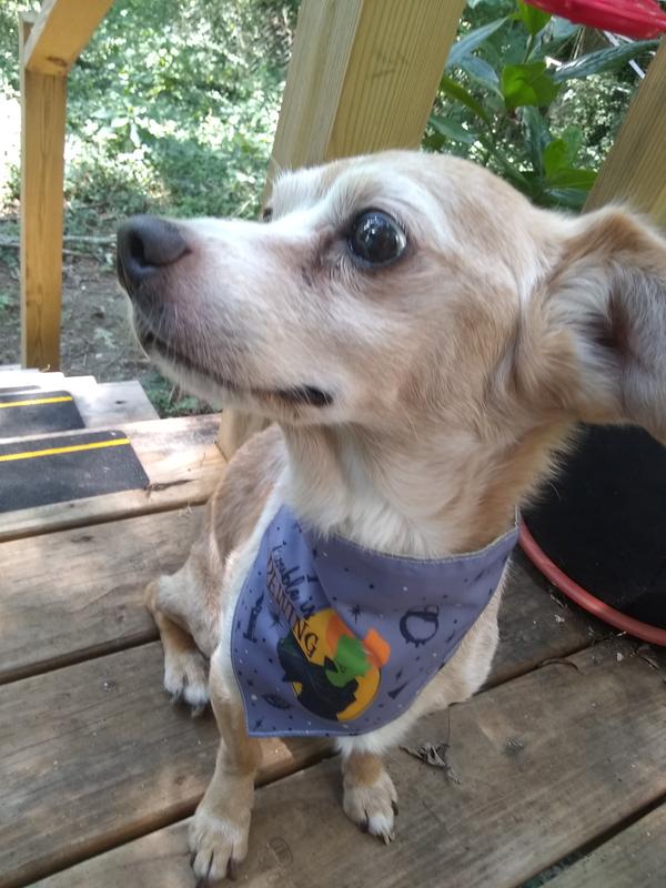 Discontinued - DISNEY Hocus Pocus Reversible Dog & Cat Bandana, Medium ...