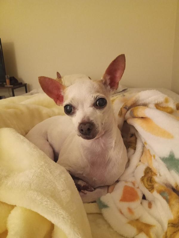 BOCCE'S BAKERY Bedtime Tea Banana, Vanilla & Lavender Dog Treats, 5-oz ...