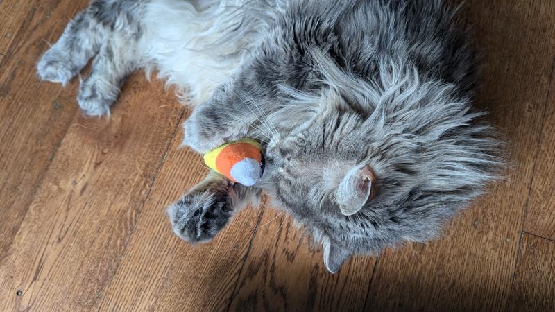 FRISCO Halloween Spring, Moppy Ball & Plush Variety Pack Cat Toy with ...