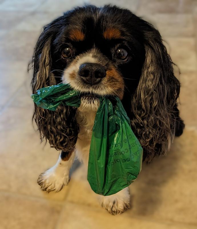 INNOVATIVE PET LAB Comprehensive Review Dog Gut Check Kit - Chewy.com