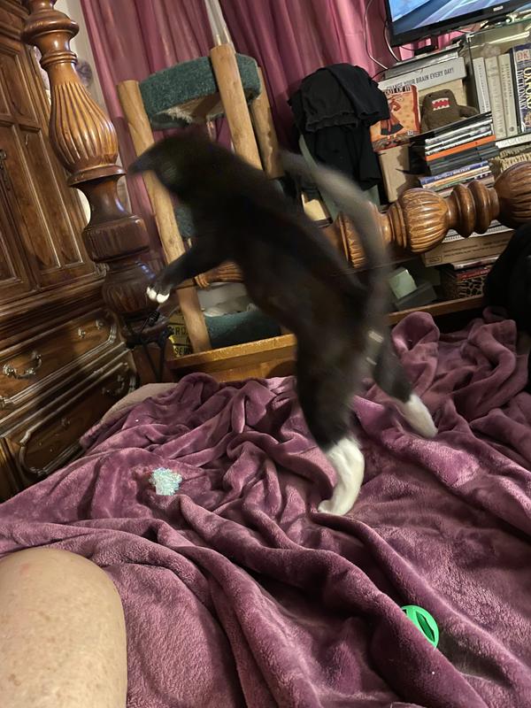 SUNGROW Interactive Colorful Indoor Cat & Ferret Mylar Crinkle Balls ...