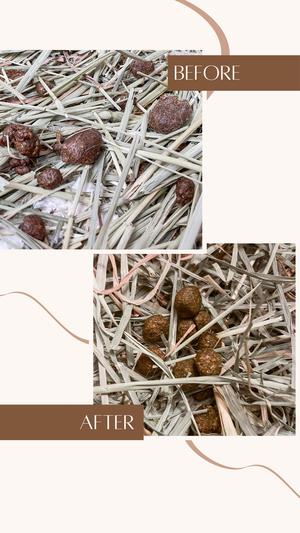 SCIENCE SELECTIVE Recovery Plus Liquid Syringe Small Pet Food, 0.71-oz ...