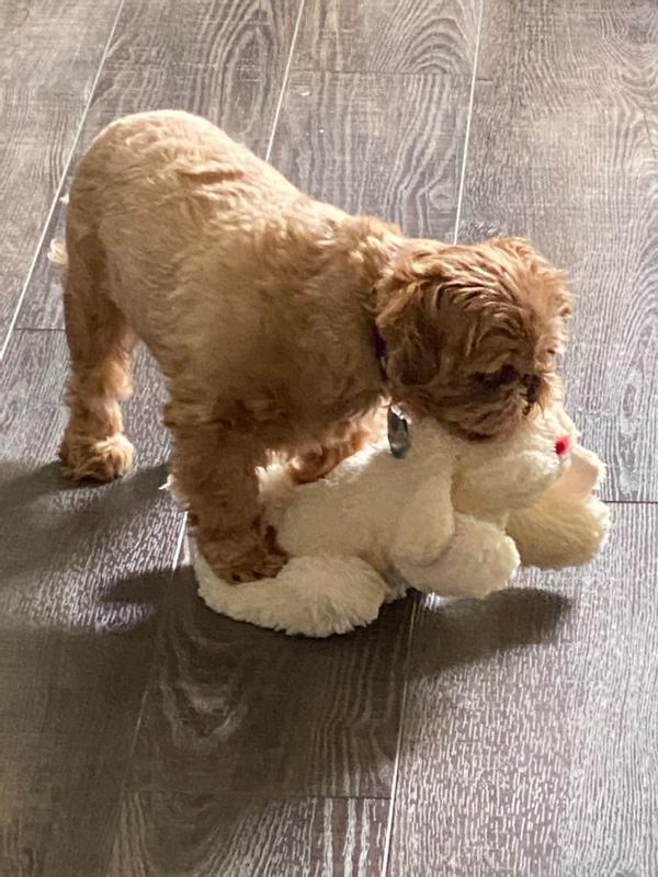 SNUGGLE PUPPY Original Snuggle Puppy Plush Dog Behavioral Aid Anxiety ...