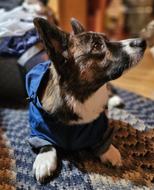 FRISCO Ultra Lightweight Dog & Cat Windbreaker with Removable Hood ...